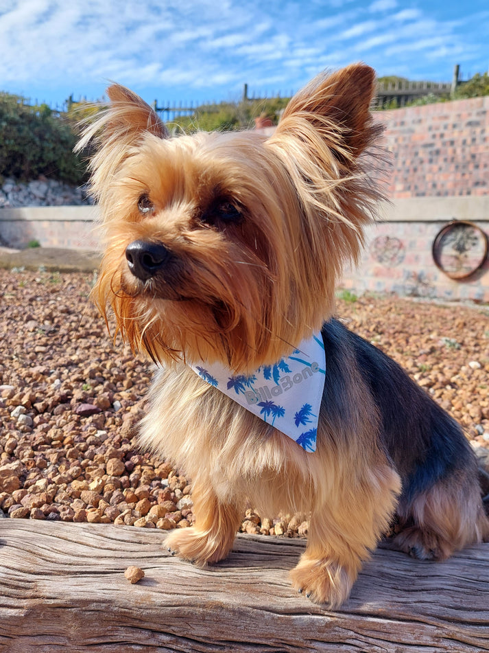 Ocean Palm Blue Bandana – Billabone